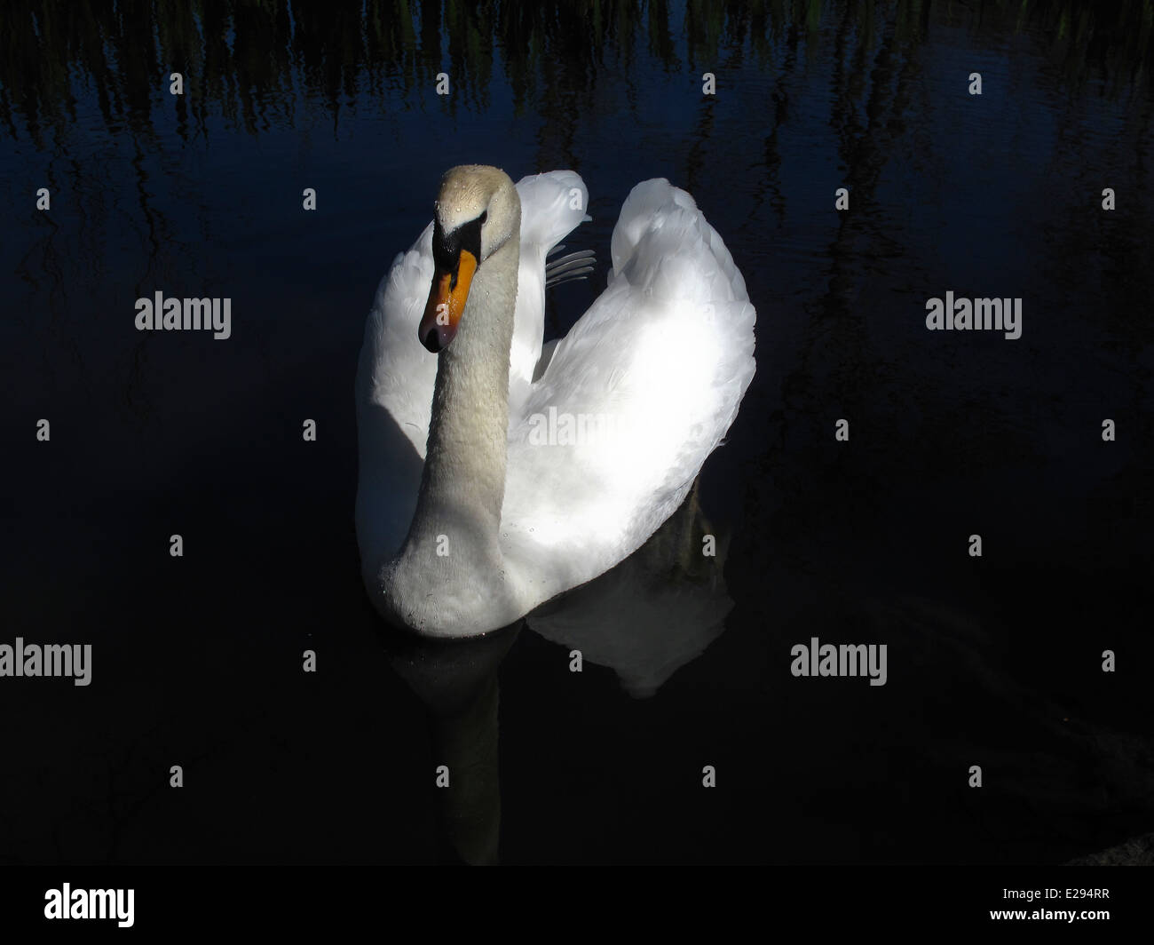 High contrast hi-res stock photography and images - Alamy