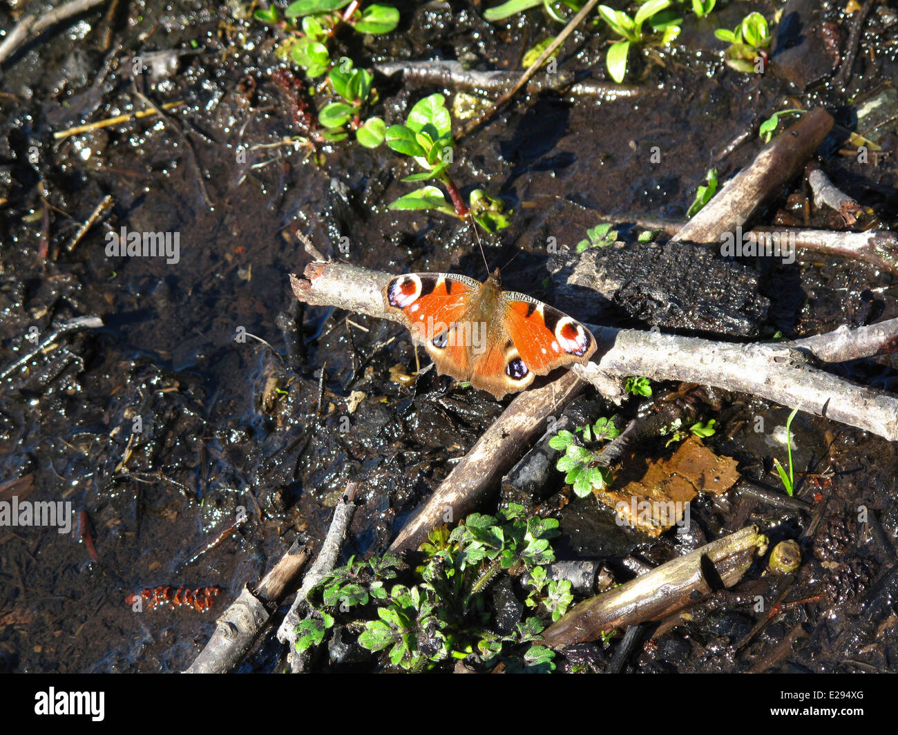 Inachis io peacock butterfly on hi-res stock photography and images - Alamy