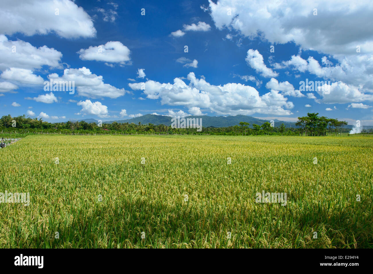 Rice fields in rural hi-res stock photography and images - Alamy