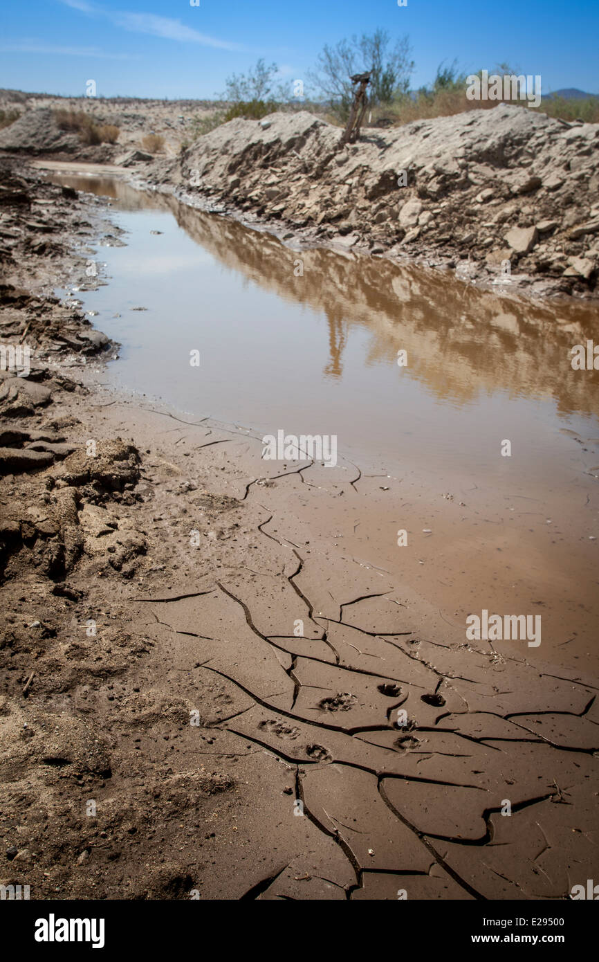 Small mud built reservoir in Californian desert showing animal prints ...