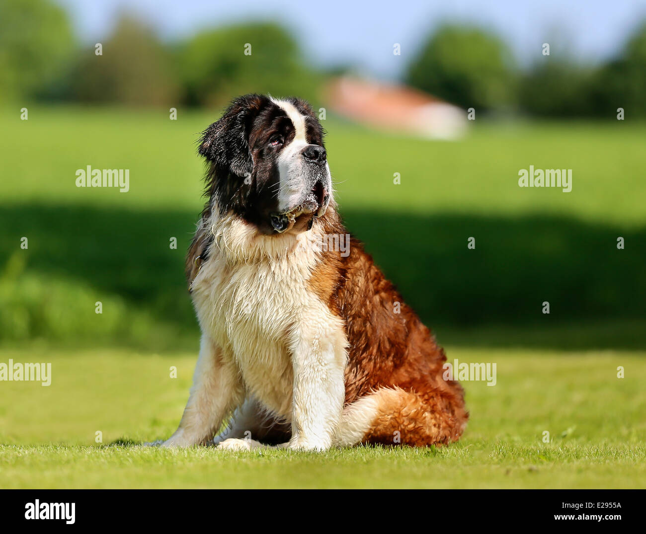 Purebred St. Bernard dog sitting on the grass on sunny day Stock Photo ...