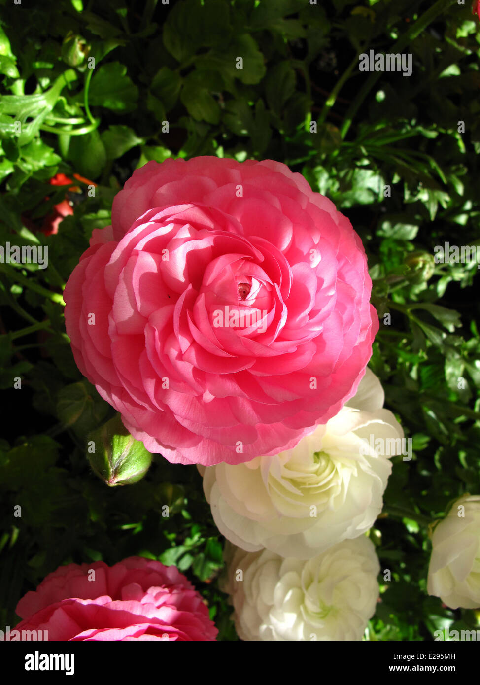 Bright pink flower head close Stock Photo - Alamy