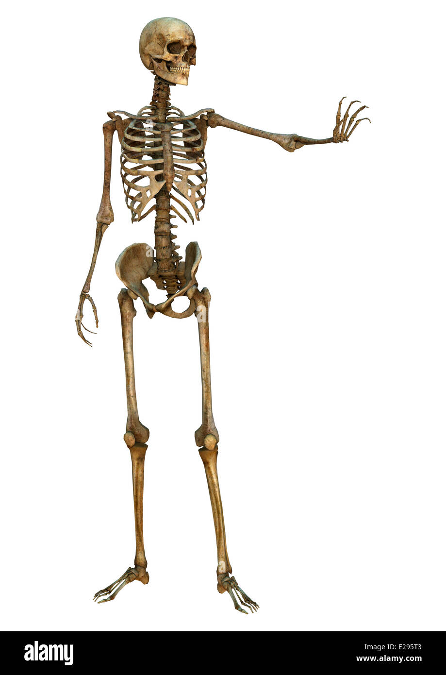 3D digital render of an old human skeleton isolated on white background ...