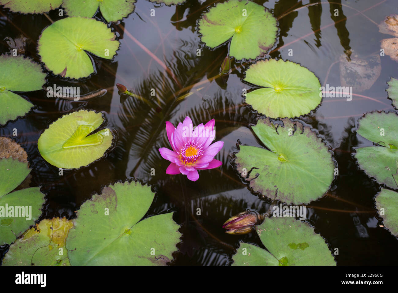 Polynesian flowers hi-res stock photography and images - Alamy