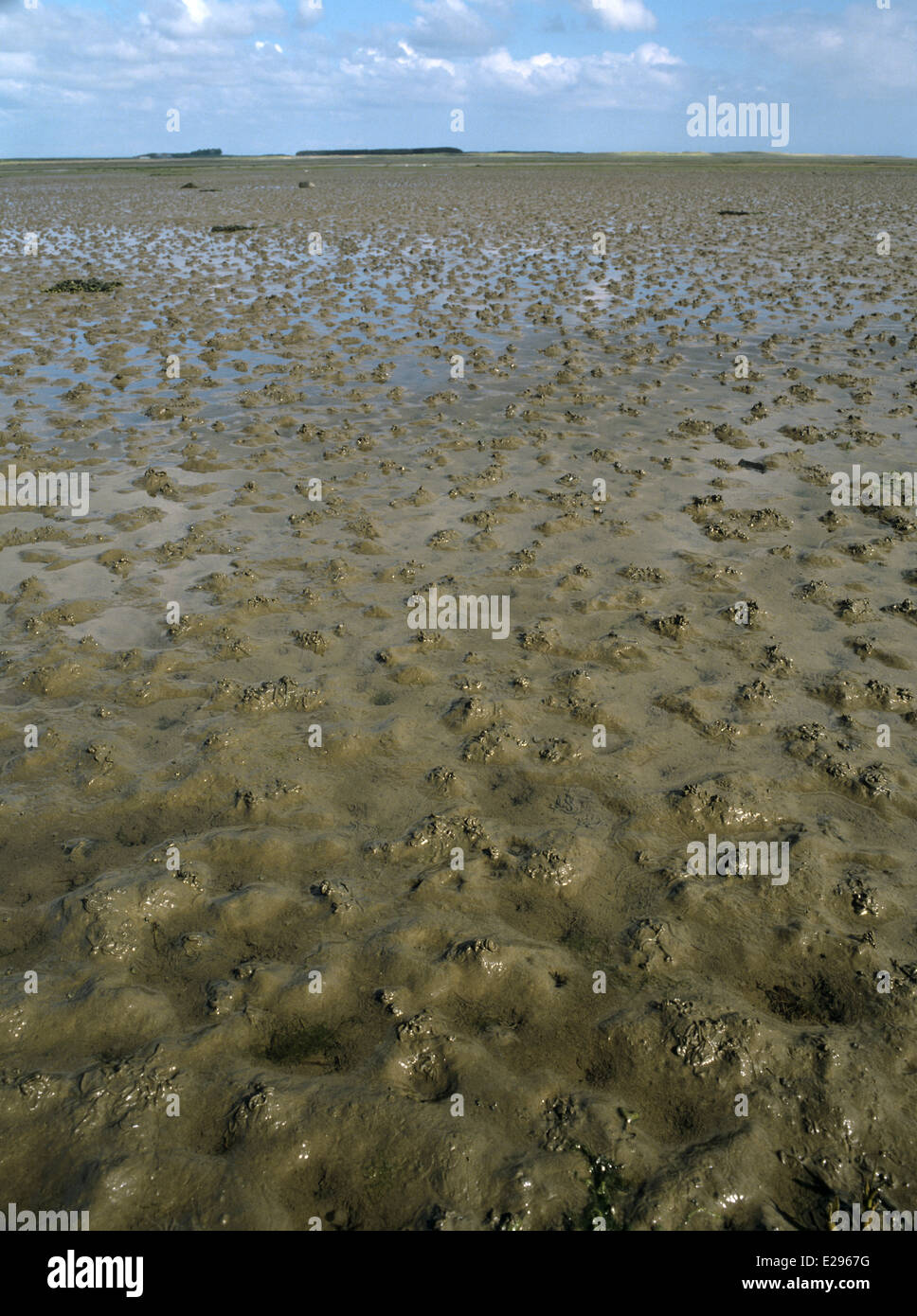 Lugworm Casts, Budle Bay, Northumberland Stock Photo - Alamy