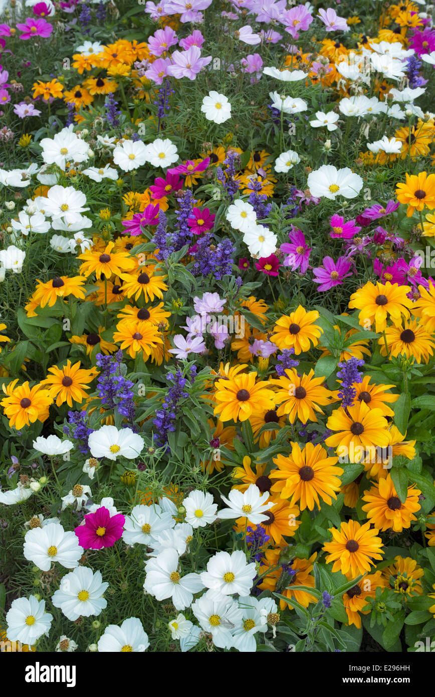 Mixed flowers. Vail, Colorado Stock Photo - Alamy