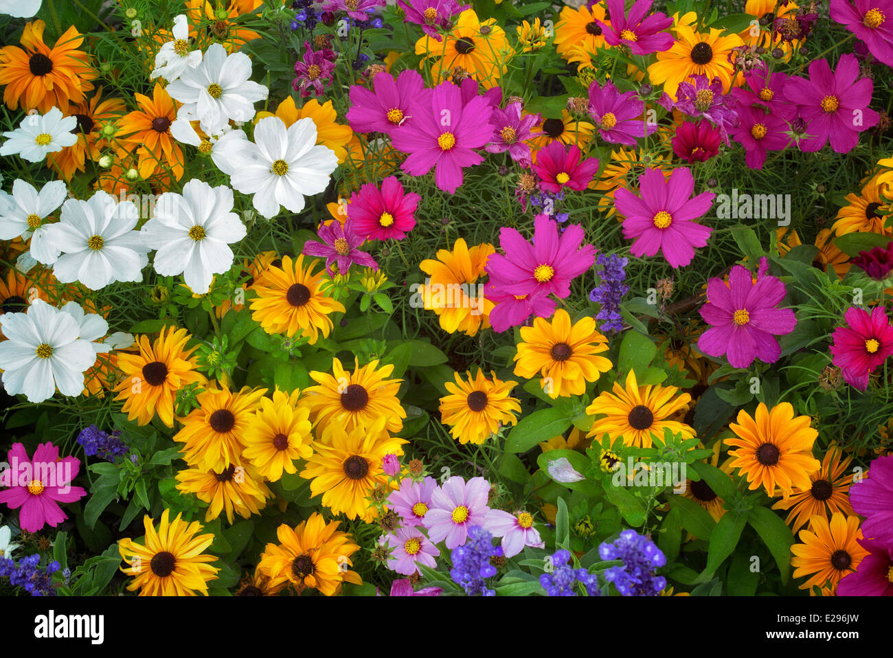 Vail bloom hi-res stock photography and images - Alamy