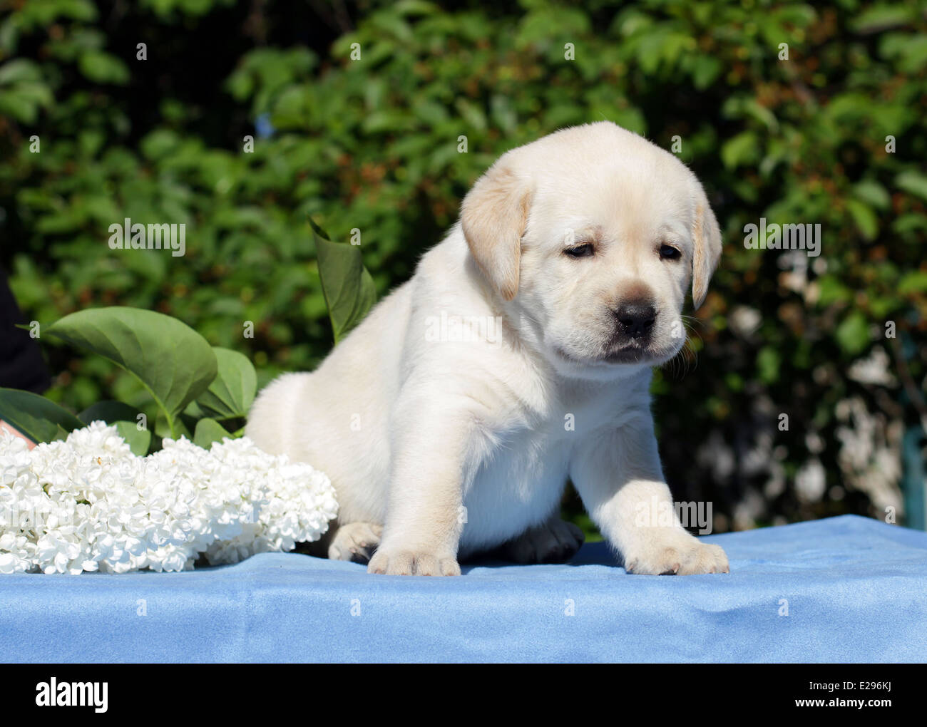 happy yellow labrador puppy in spring with flowers Stock Photo - Alamy