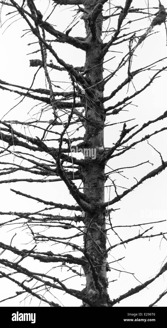 A Blasted Tree Ballypatrick Forest County Antrim Northern Ireland Stock ...