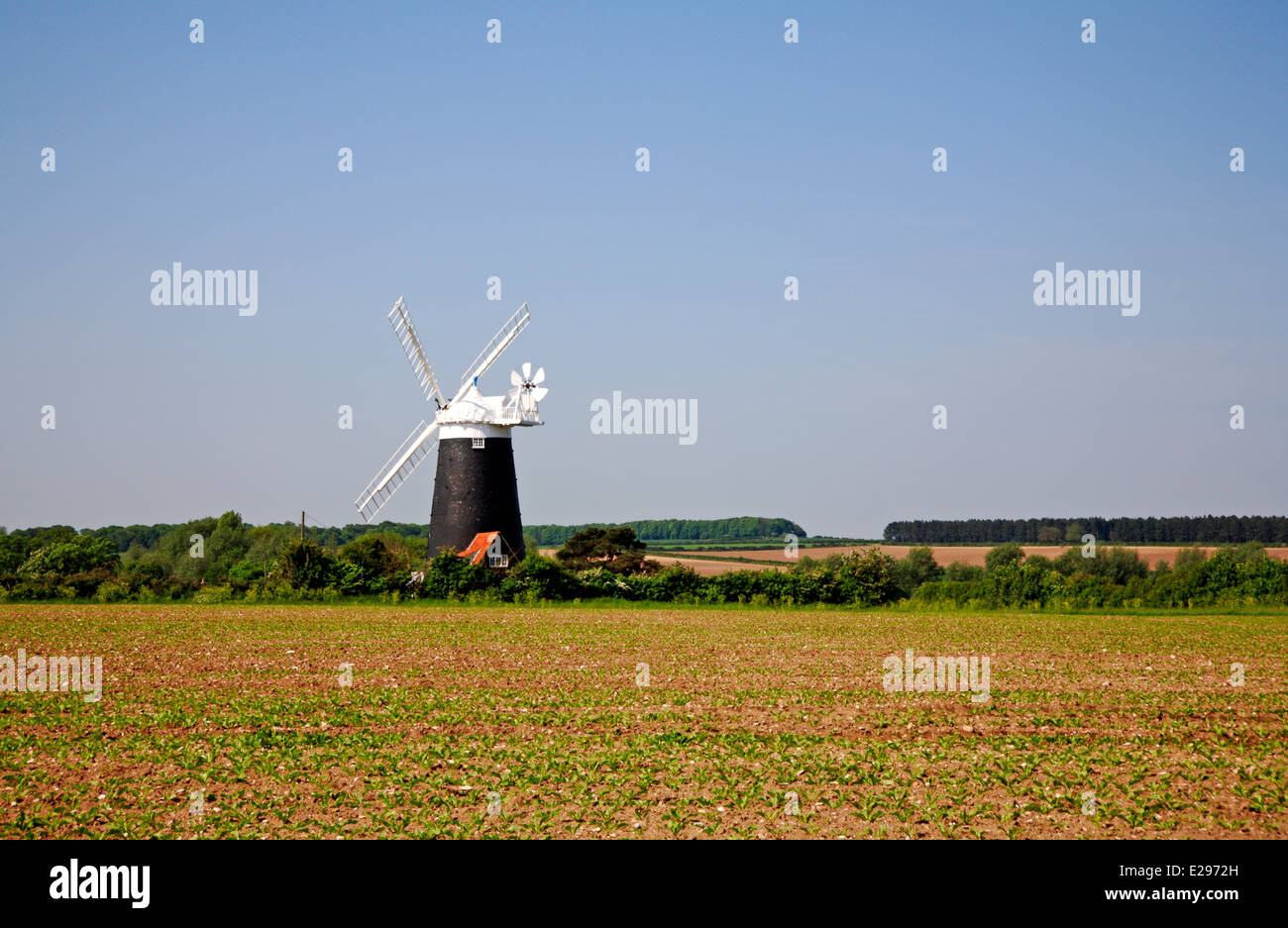 A view of Burnham Overy Staithe Mill across farmland on the North ...
