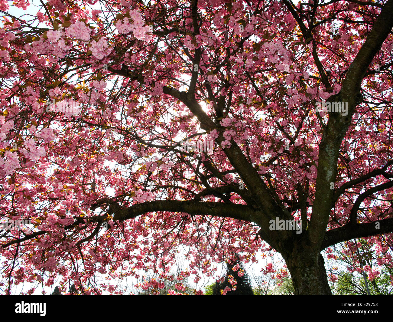 Underside tree hi-res stock photography and images - Alamy