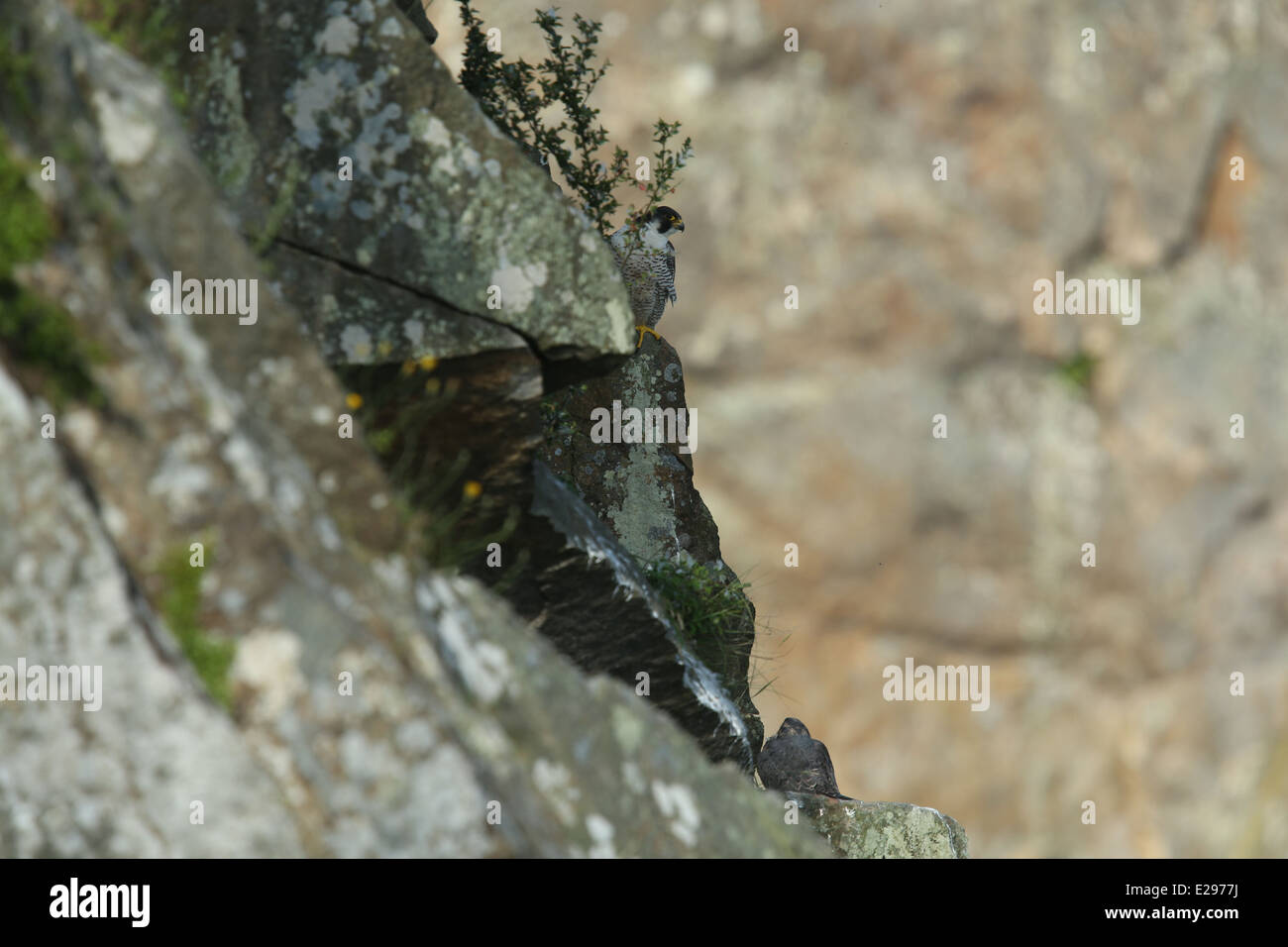 Peregrine falcons ireland hi-res stock photography and images - Alamy