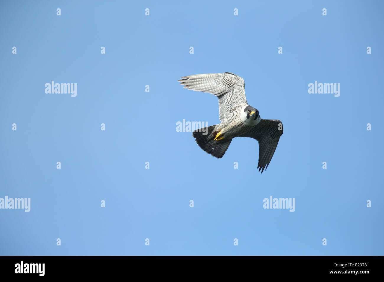 Dalkey quarry ireland hi-res stock photography and images - Alamy