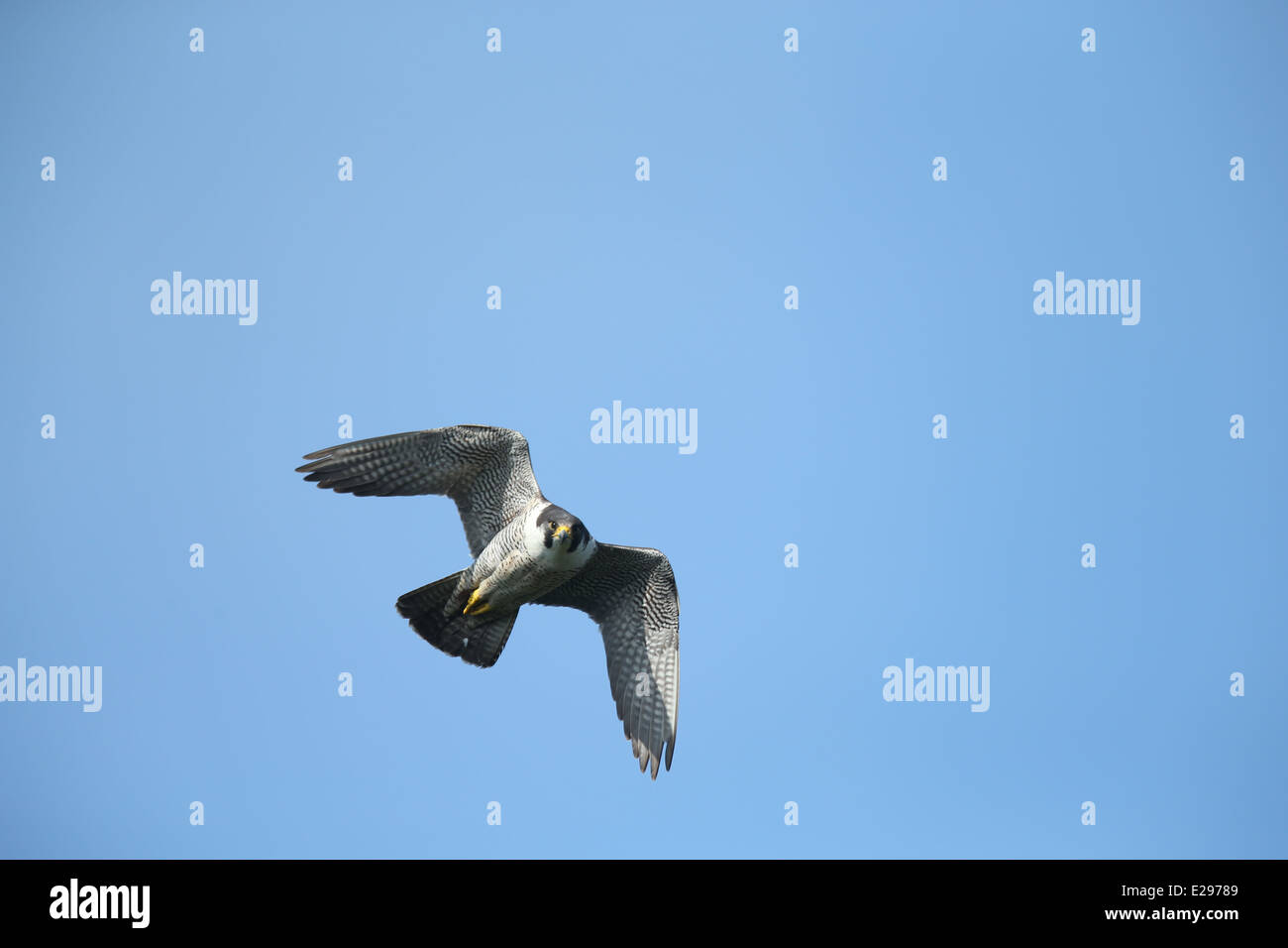 Image of a Peregrine Falcon in flight over Dalkey Quarry, Killiney Hill ...