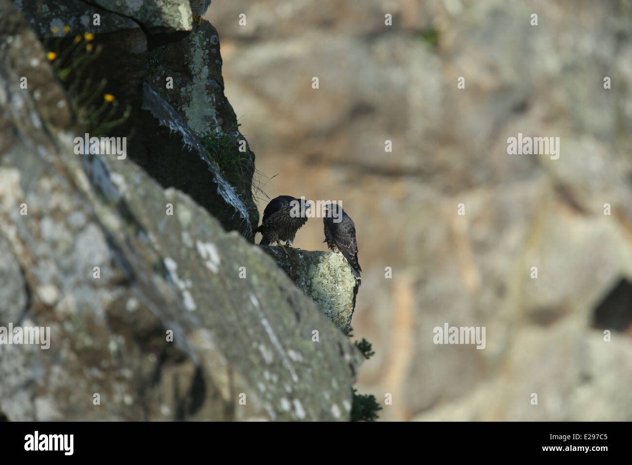 Image of Peregrine Falcon chicks at Dalkey Quarry, Killiney Hill Park ...