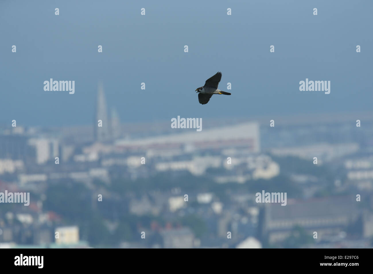 Image of a Peregrine Falcon in flight over Dalkey Quarry, Killiney Hill ...