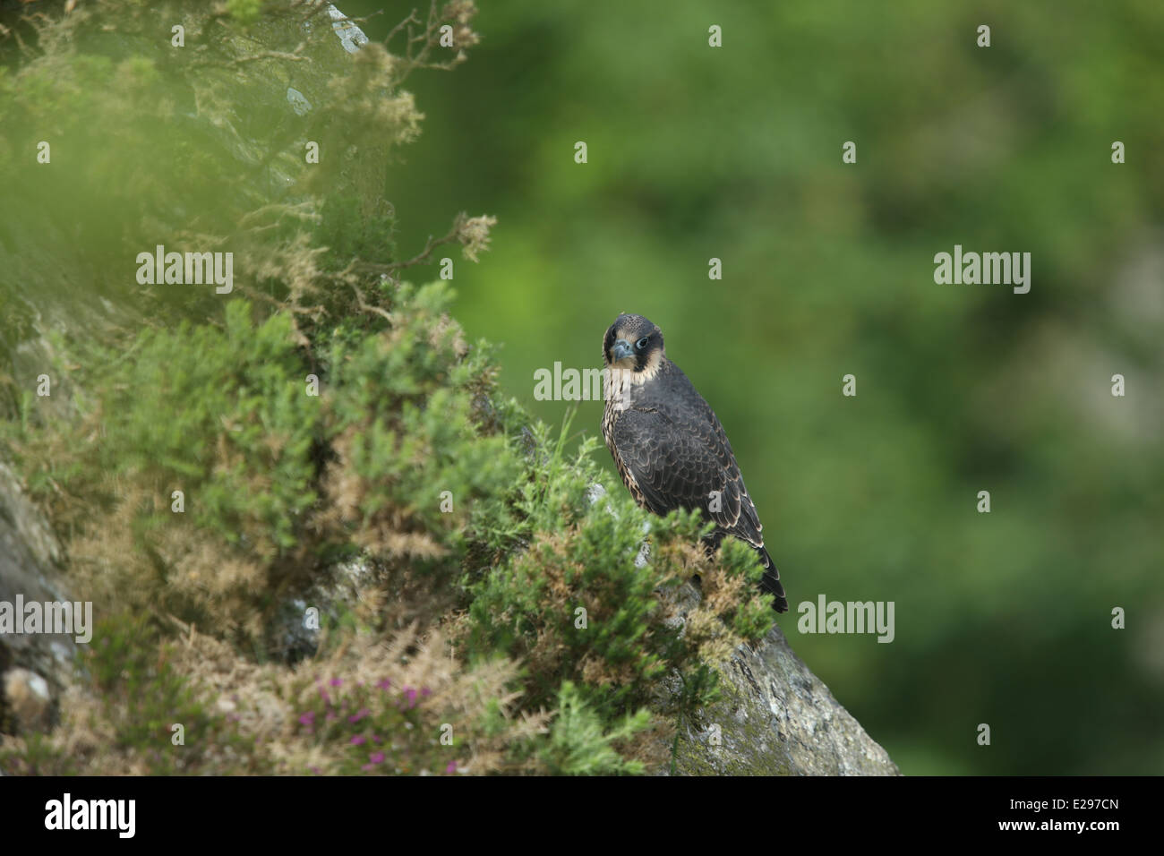 Image of Peregrine Falcon chick at Dalkey Quarry, Killiney Hill Park in ...