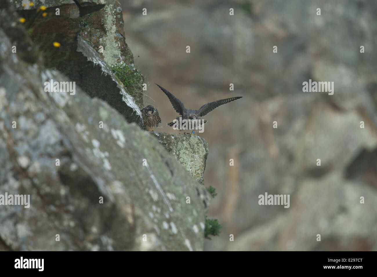 Image of Peregrine Falcon chicks at Dalkey Quarry, Killiney Hill Park ...