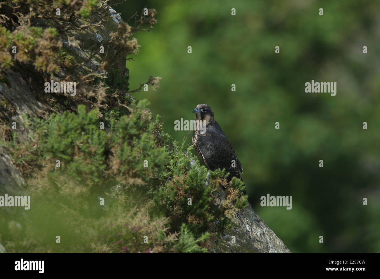 Image of Peregrine Falcon chick at Dalkey Quarry, Killiney Hill Park in ...