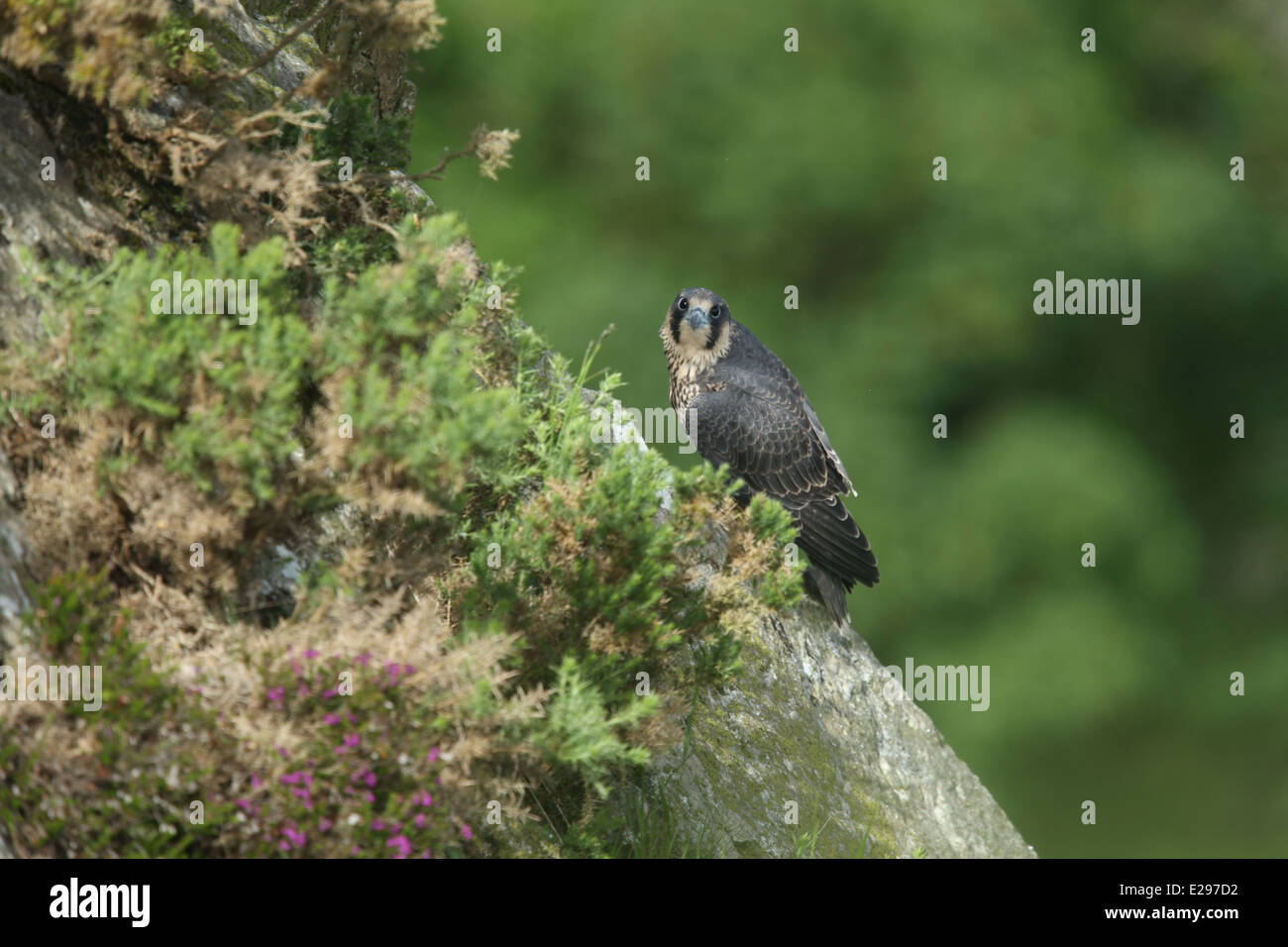 Image of Peregrine Falcon chick at Dalkey Quarry, Killiney Hill Park in ...