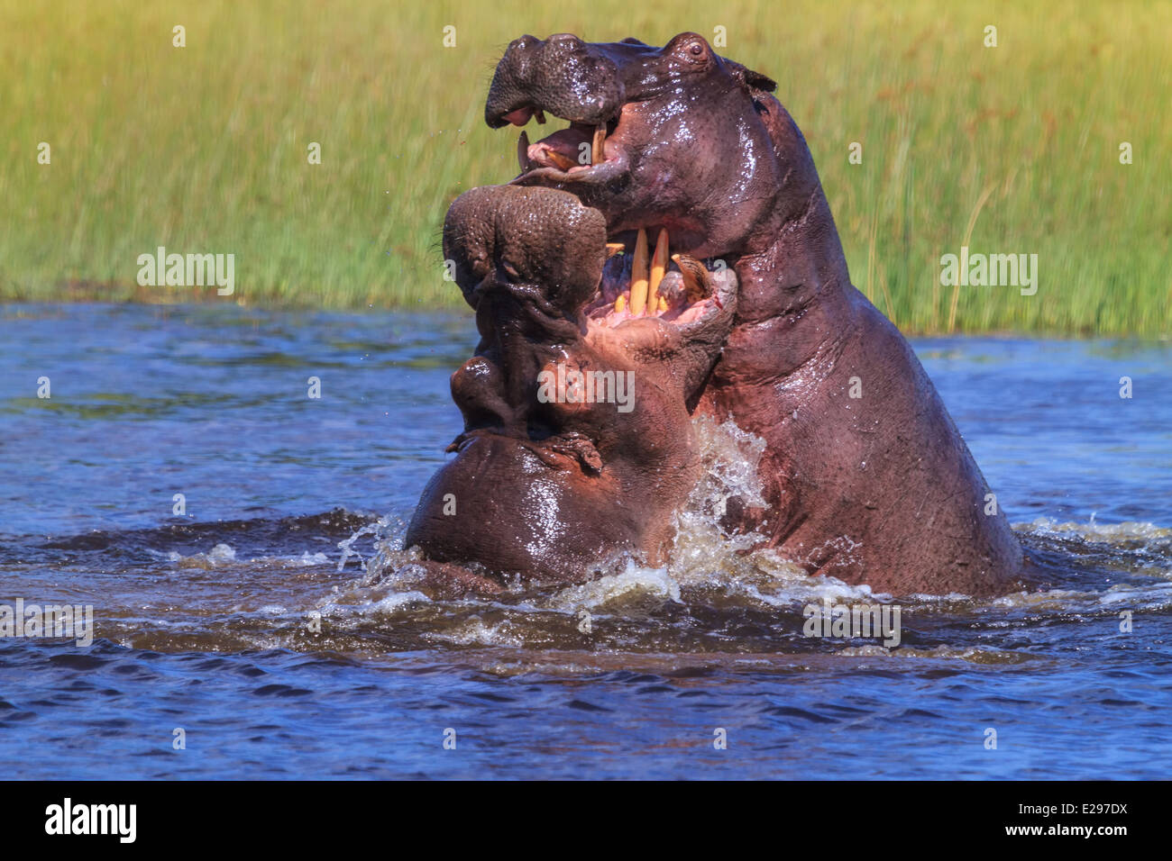 Hippo fight hi-res stock photography and images - Alamy