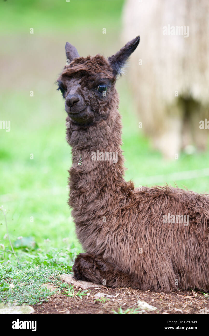Beautiful alpacas in Peru Stock Photo - Alamy