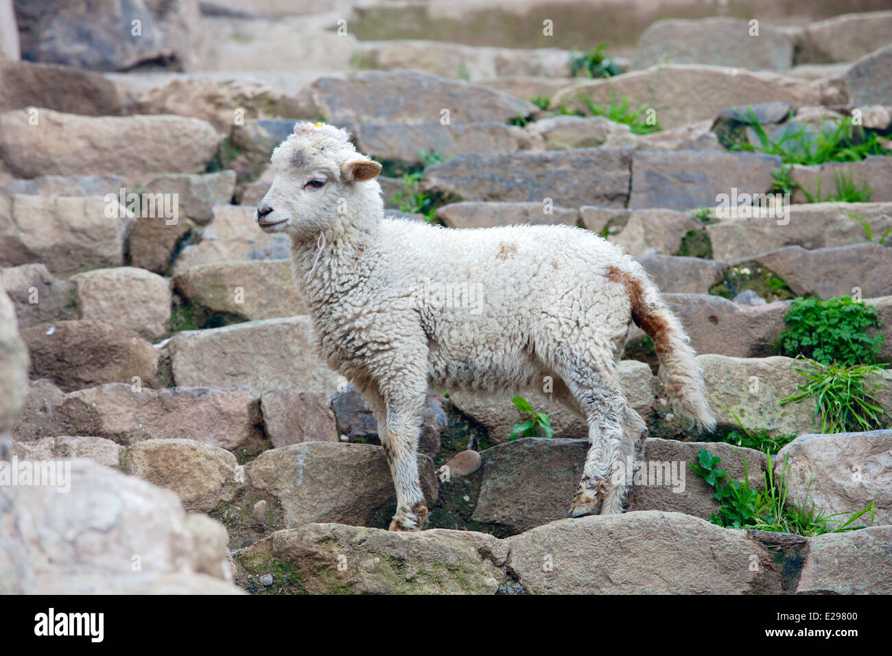 Lost sheep hi-res stock photography and images - Alamy
