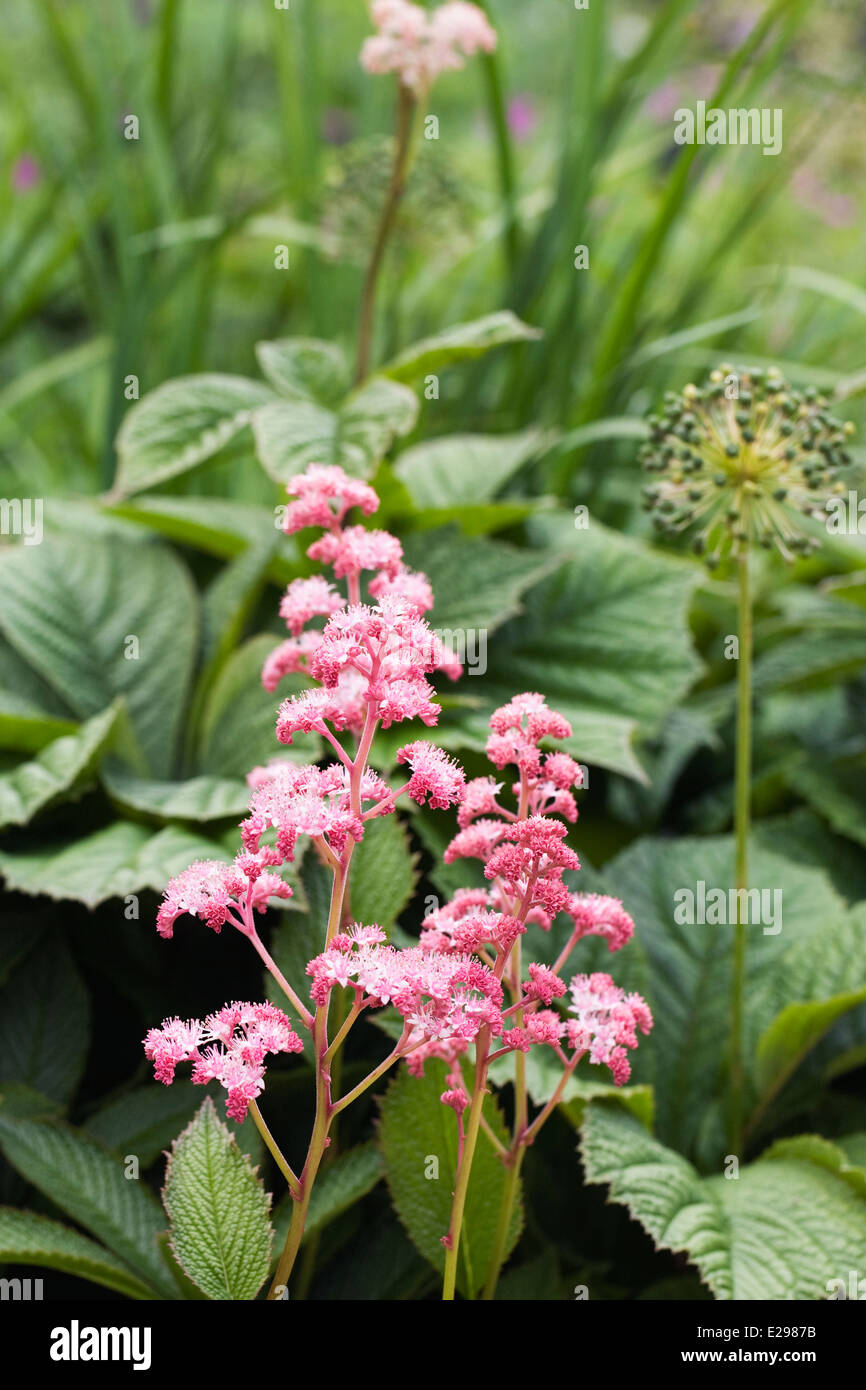 Rodgersia pinnata 'Superba' Stock Photo - Alamy