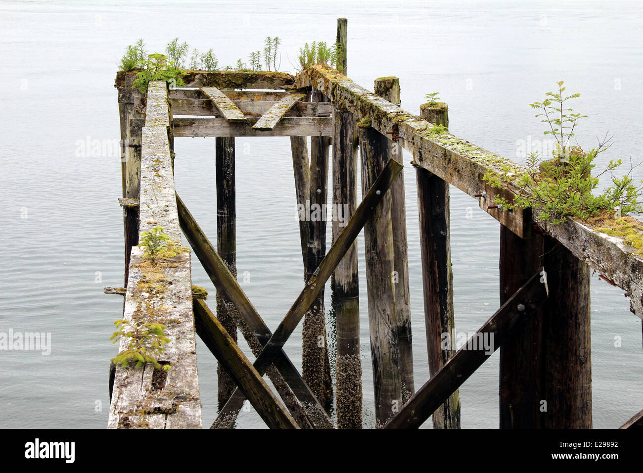 Vintage Dock Pier with wood and grass on log in Alaksa Stock Photo - Alamy