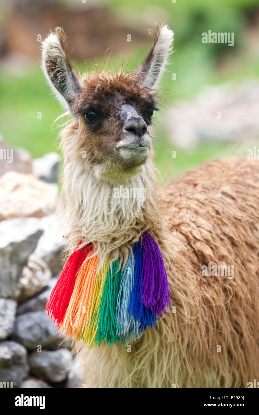 Alpacas peru hi-res stock photography and images - Alamy