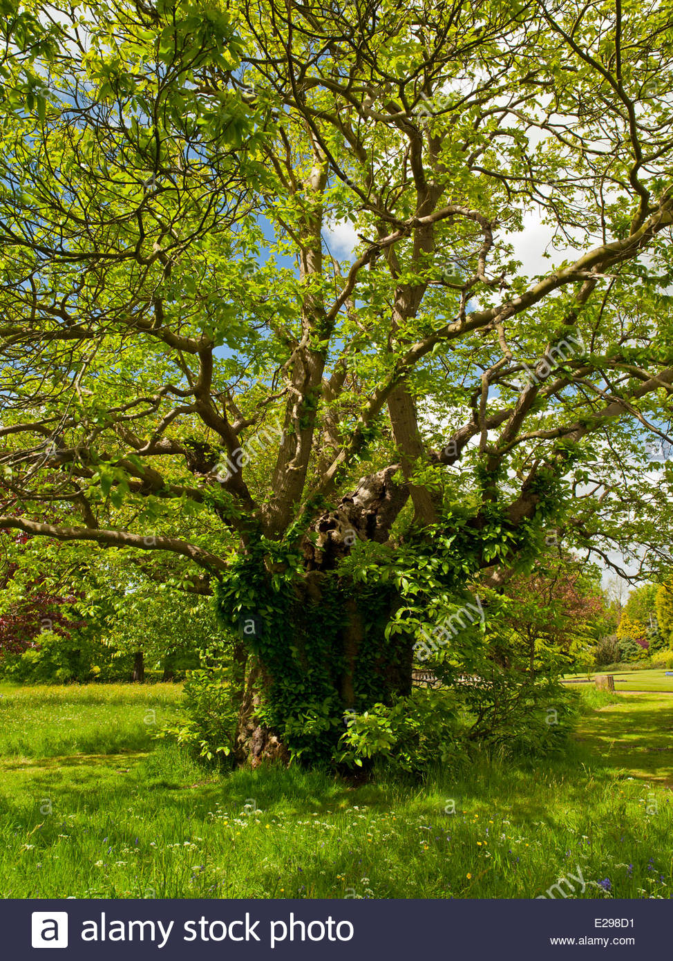 Ancient Sweet Chestnut Tree Stock Photos & Ancient Sweet Chestnut Tree ...