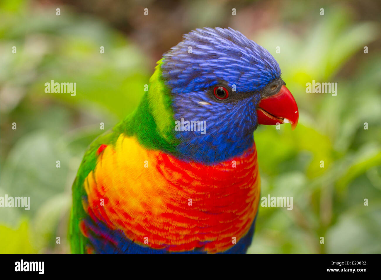 Lori parrot hi-res stock photography and images - Alamy