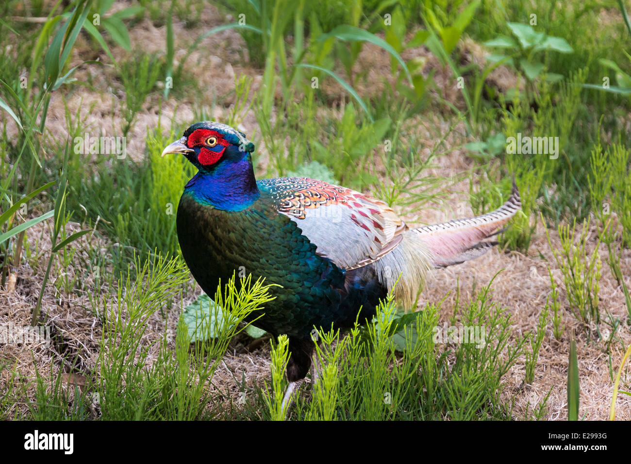Male Pheasant, Funabashi, Chiba, Japan Stock Photo - Alamy