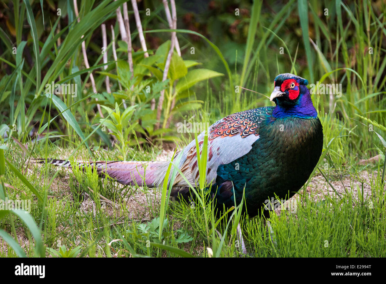 Male Pheasant, Funabashi, Chiba, Japan Stock Photo - Alamy