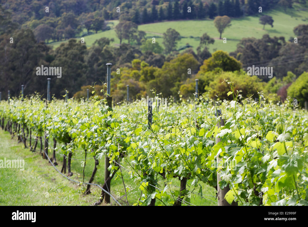 Victoria wine australia hi-res stock photography and images - Alamy