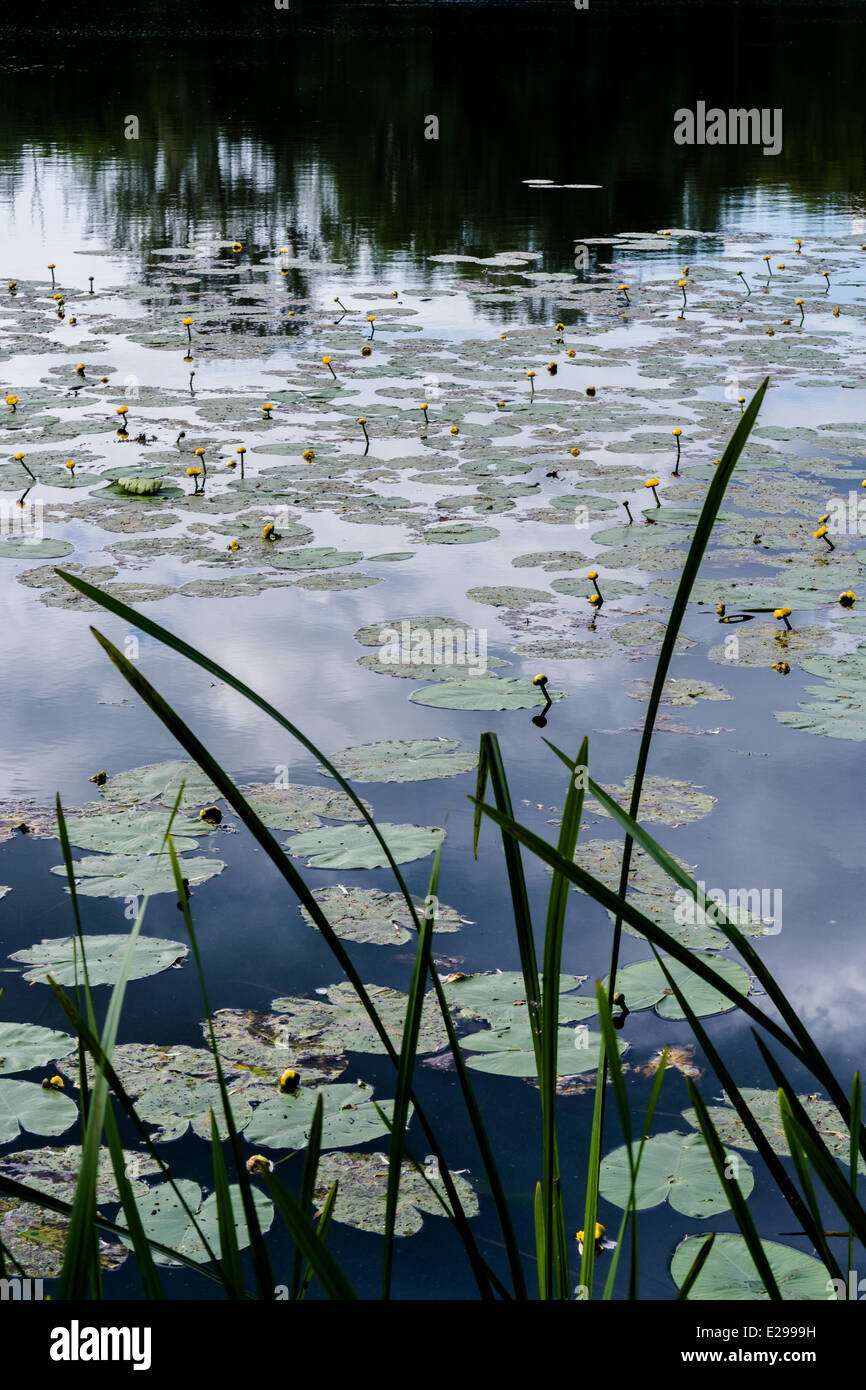 Priory country park hi-res stock photography and images - Alamy
