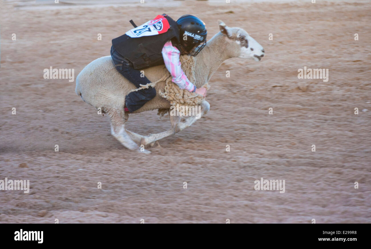 A boy riding on a sheep during a Mutton Busting contest at the ...
