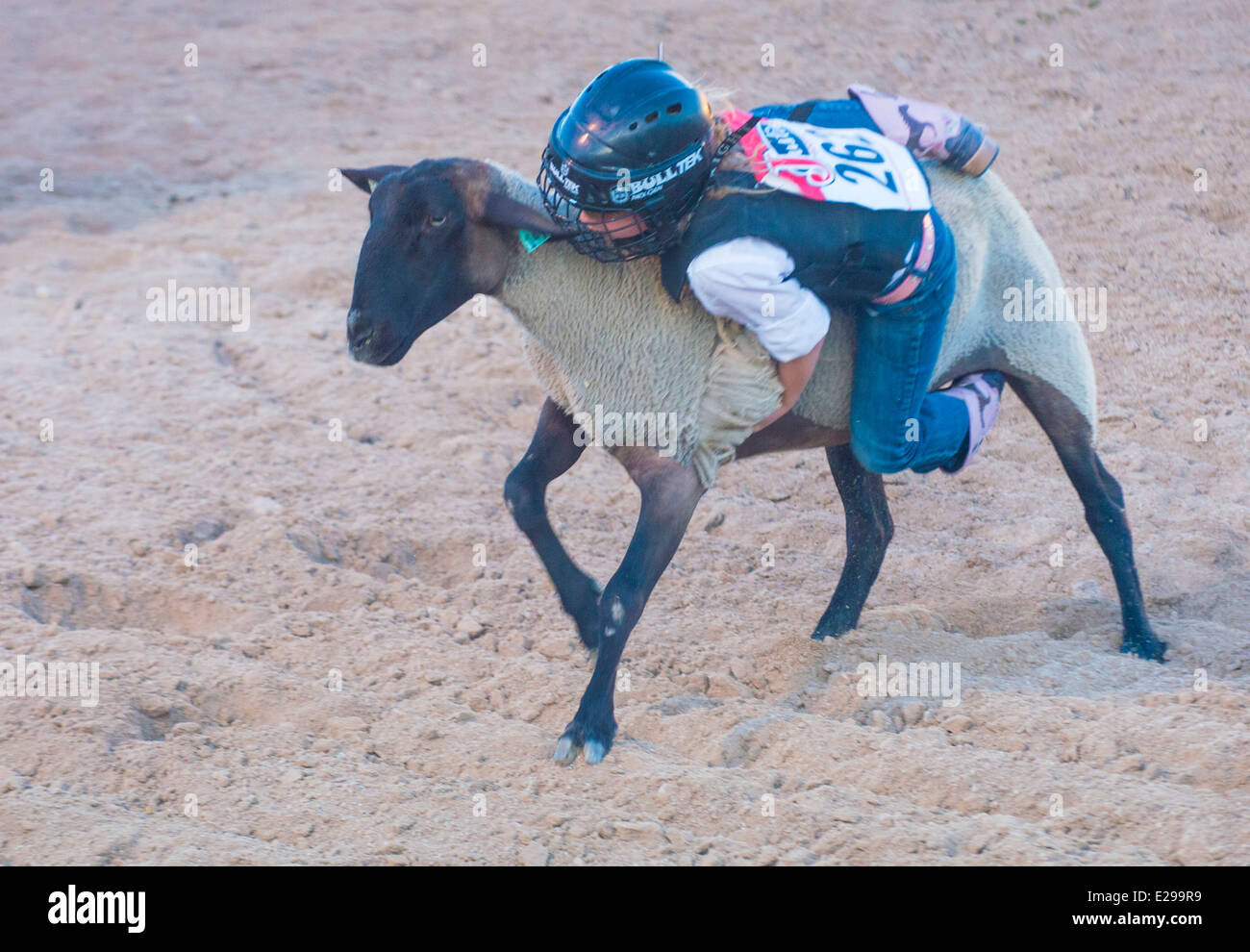 A boy riding on a sheep during a Mutton Busting contest at the ...