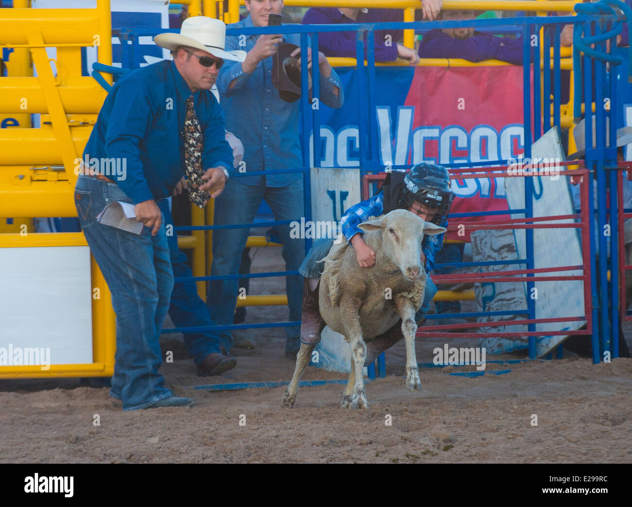 A boy riding on a sheep during a Mutton Busting contest at the ...