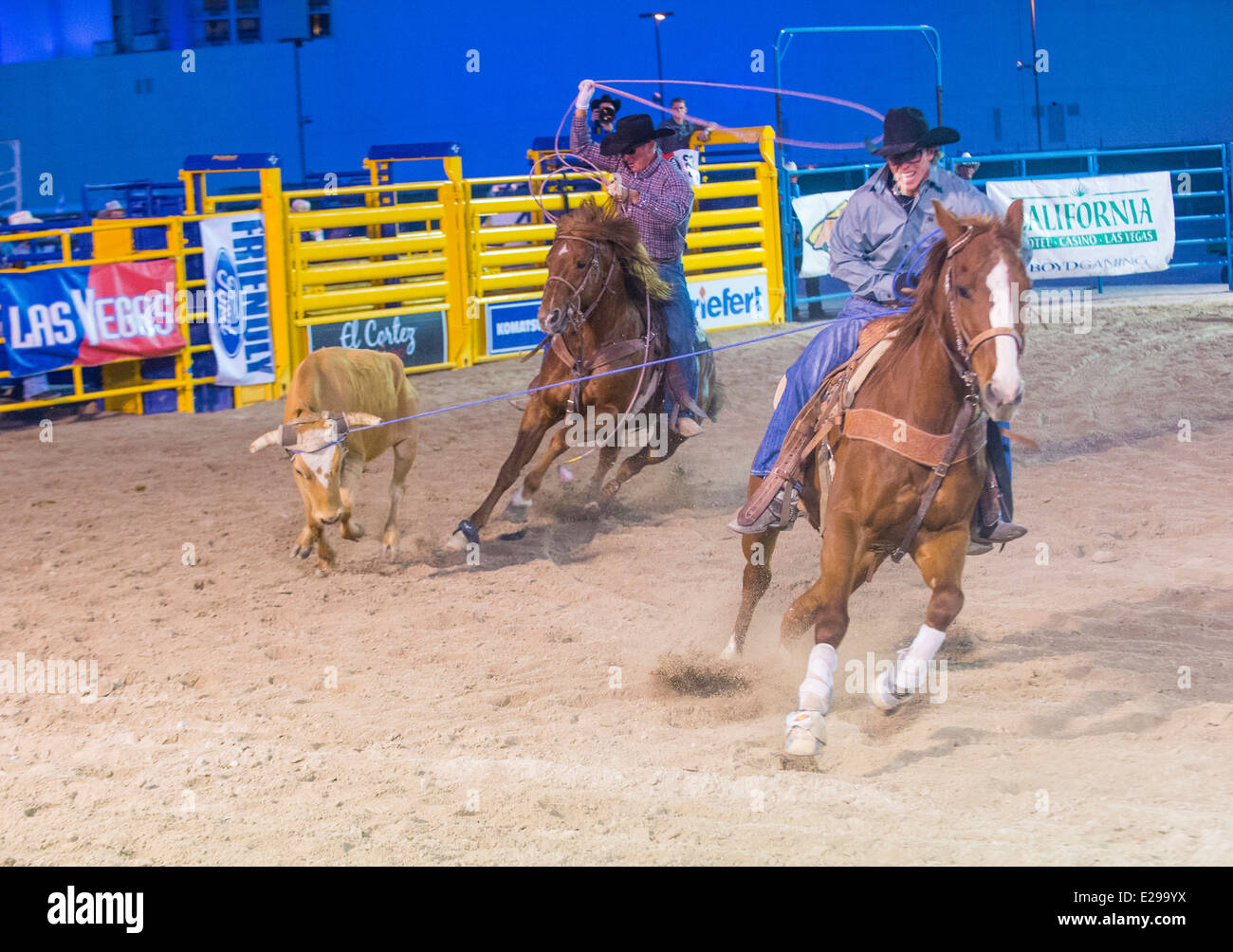 Cowboys Participating in a Calf roping Competition at the Helldorado ...