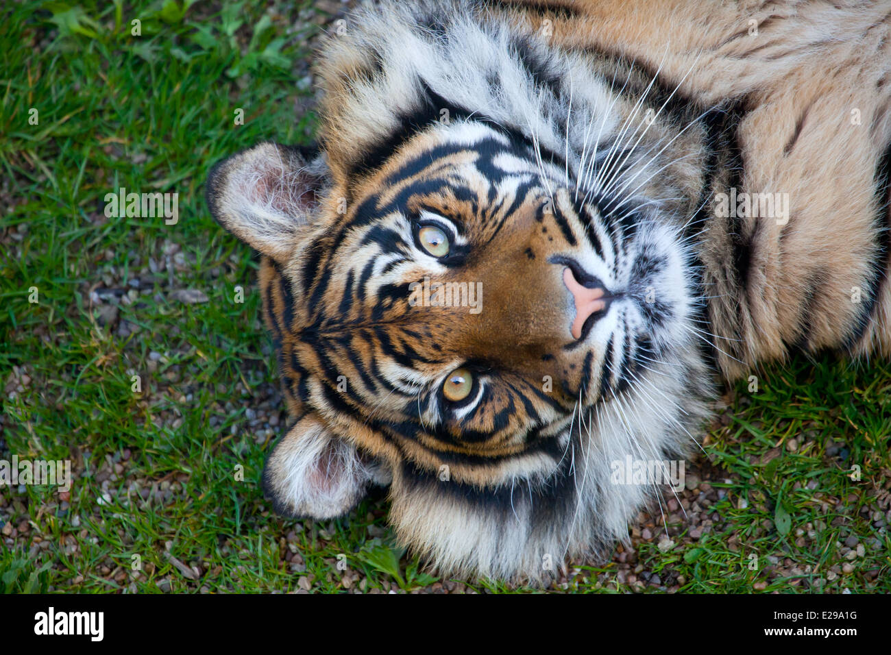 Tiger head hi-res stock photography and images - Alamy