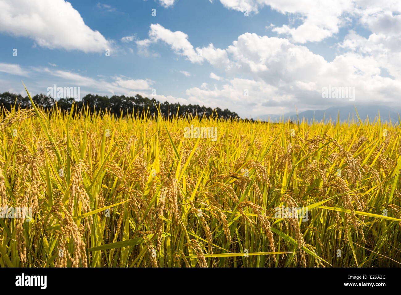 Rice Stalk Waiting to Harvest Stock Photo - Alamy