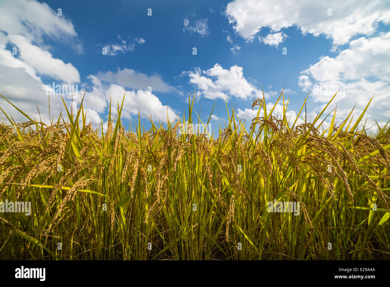 Rice Stalk Waiting to Harvest Stock Photo - Alamy