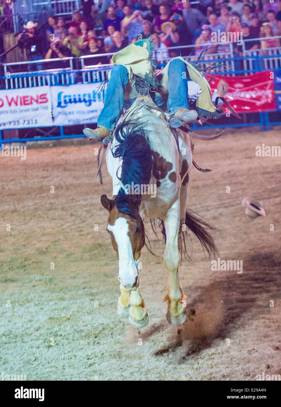 Cowboy Participating in a Bucking Horse Competition at the Helldorado ...