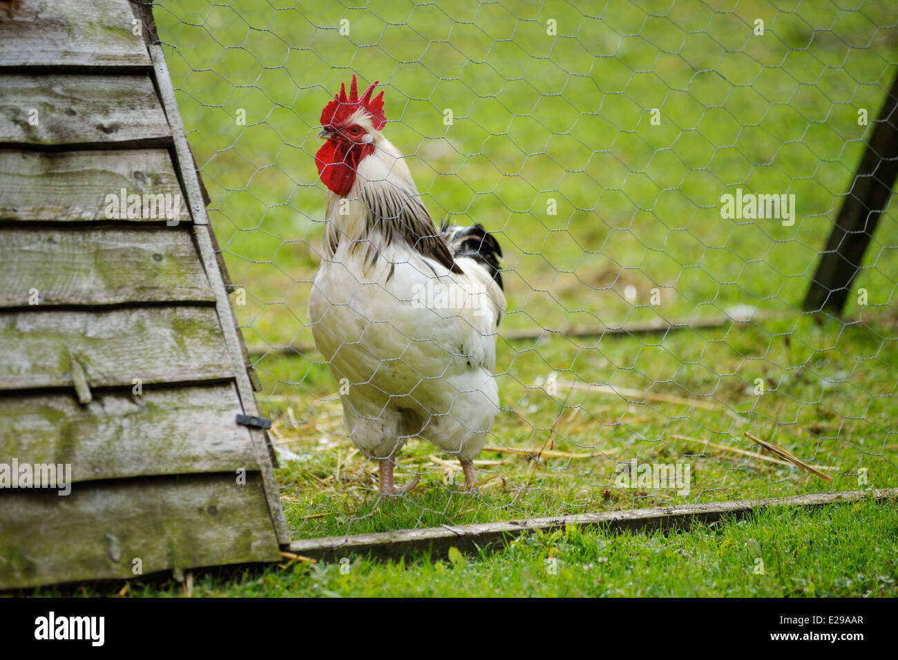 Light sussex cockerel hi-res stock photography and images - Alamy