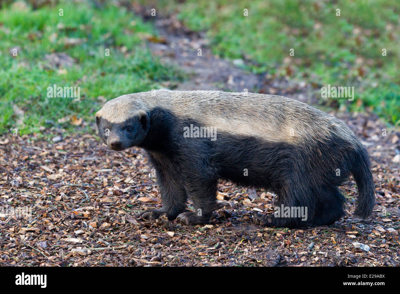 Badger paw hi-res stock photography and images - Alamy