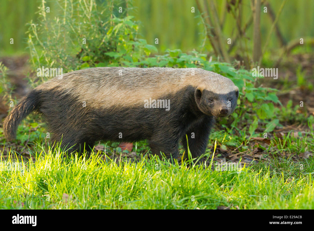 Mellivora capensis teeth hi-res stock photography and images - Alamy