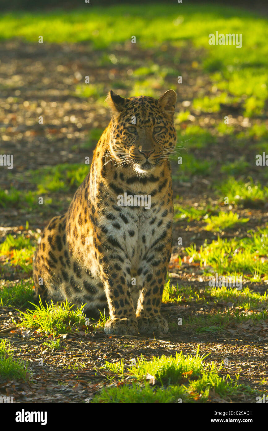 North Chinese Leopard (Panthera pardus japonensis) Sitting Down Stock ...