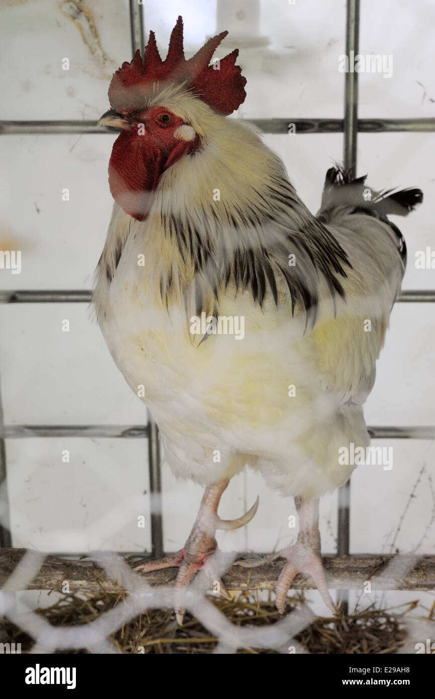 Sussex rooster hi-res stock photography and images - Alamy