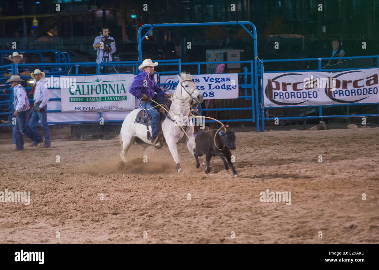 Cowboy Participating in a Calf roping Competition at the Helldorado ...